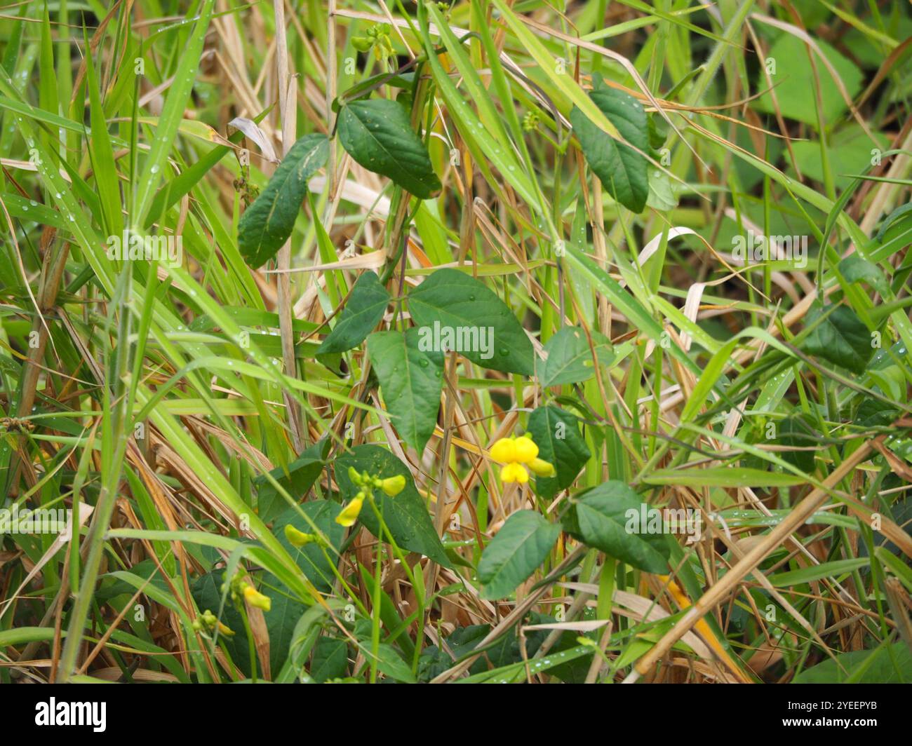 Wild Cowpea (Vigna luteola Stock Photo - Alamy