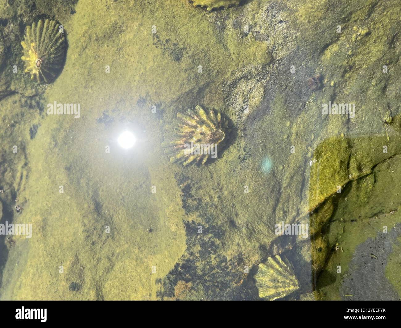 True Limpets (Patellogastropoda Stock Photo - Alamy