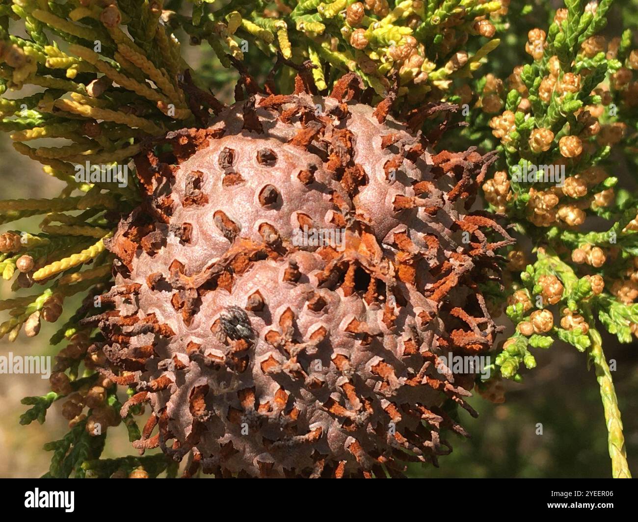 juniper-apple rust (Gymnosporangium juniperi-virginianae Stock Photo ...