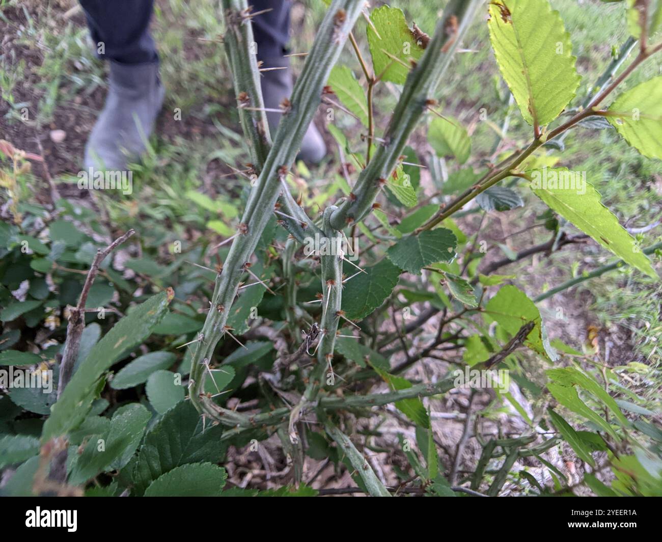 Christmas cholla (Cylindropuntia leptocaulis Stock Photo - Alamy