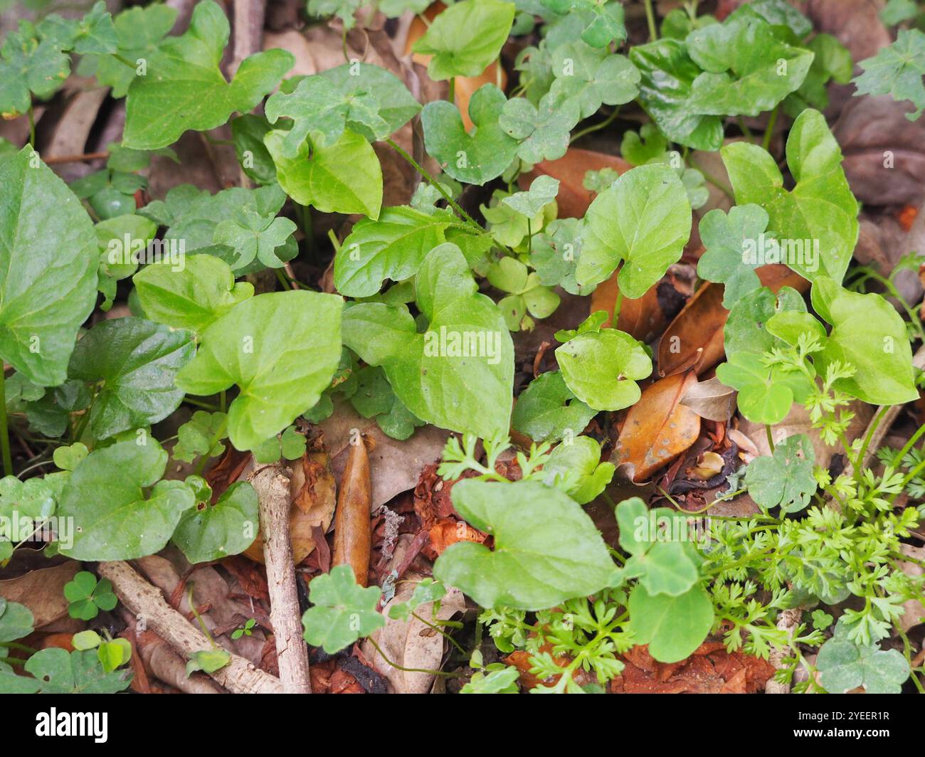 Divaricate Typhonium (Typhonium blumei Stock Photo - Alamy