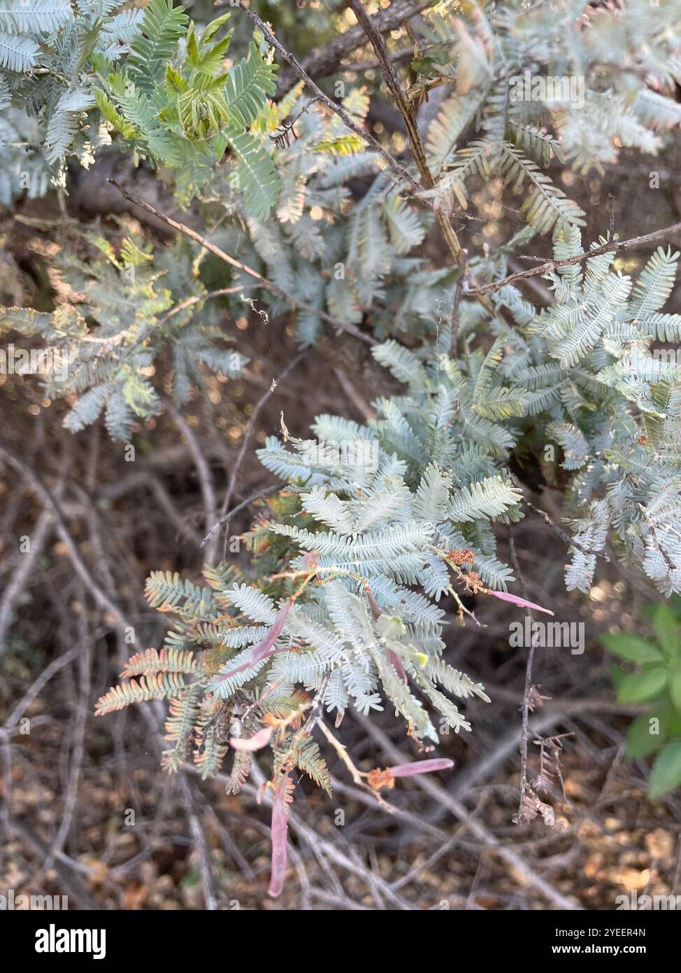 Cootamundra wattle acacia baileyana hi-res stock photography and images ...