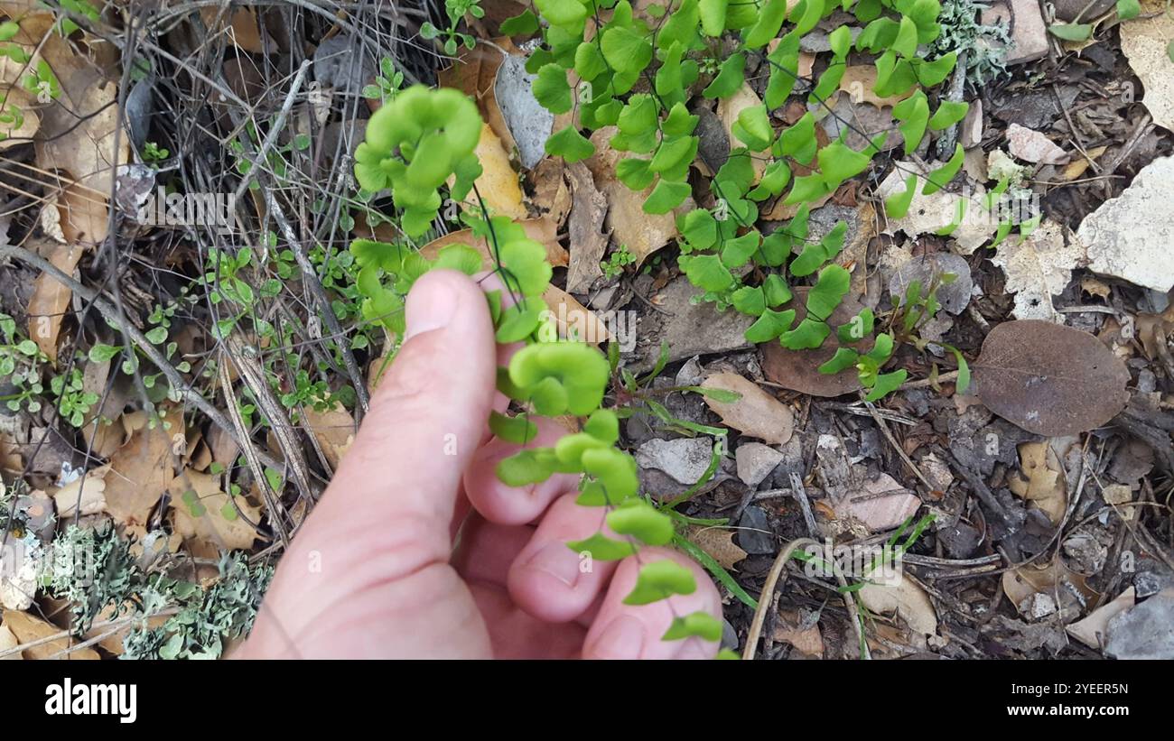 California Maidenhair Fern (Adiantum jordanii Stock Photo - Alamy