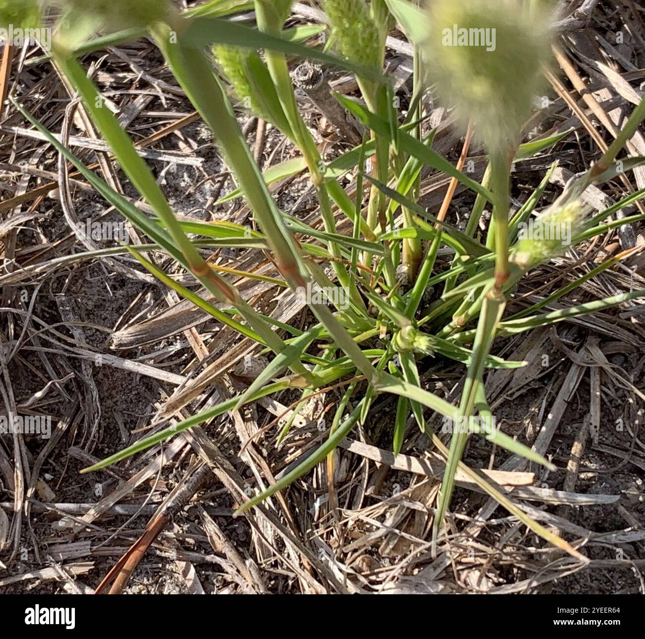 Polypogon monspeliensis hi-res stock photography and images - Alamy