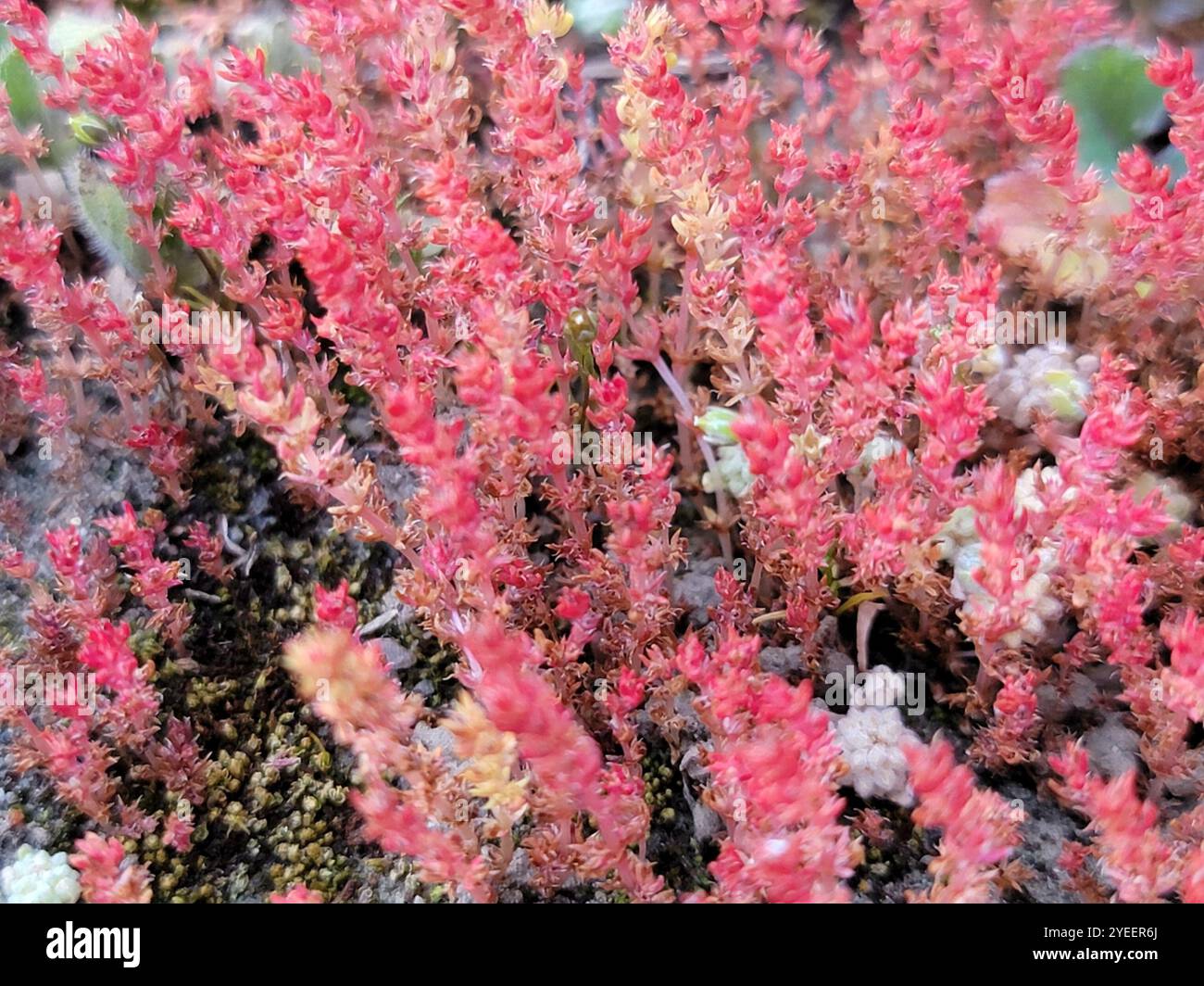sand pygmyweed (Crassula connata Stock Photo - Alamy