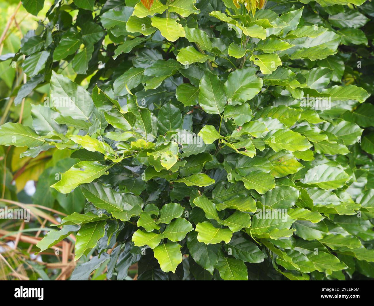 Indian beech tree (Millettia pinnata Stock Photo - Alamy