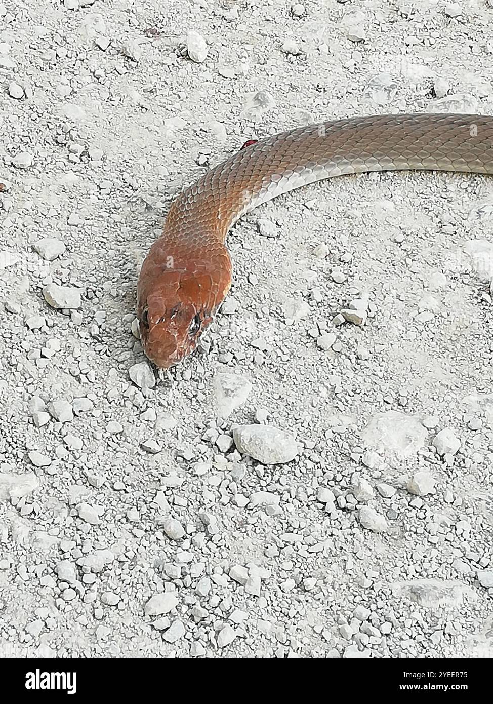 Neotropical Whip Snake (Masticophis mentovarius Stock Photo - Alamy