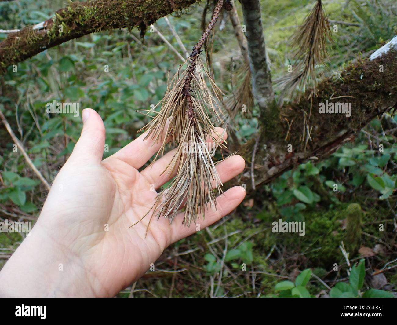 Shore Pine (Pinus contorta contorta Stock Photo - Alamy