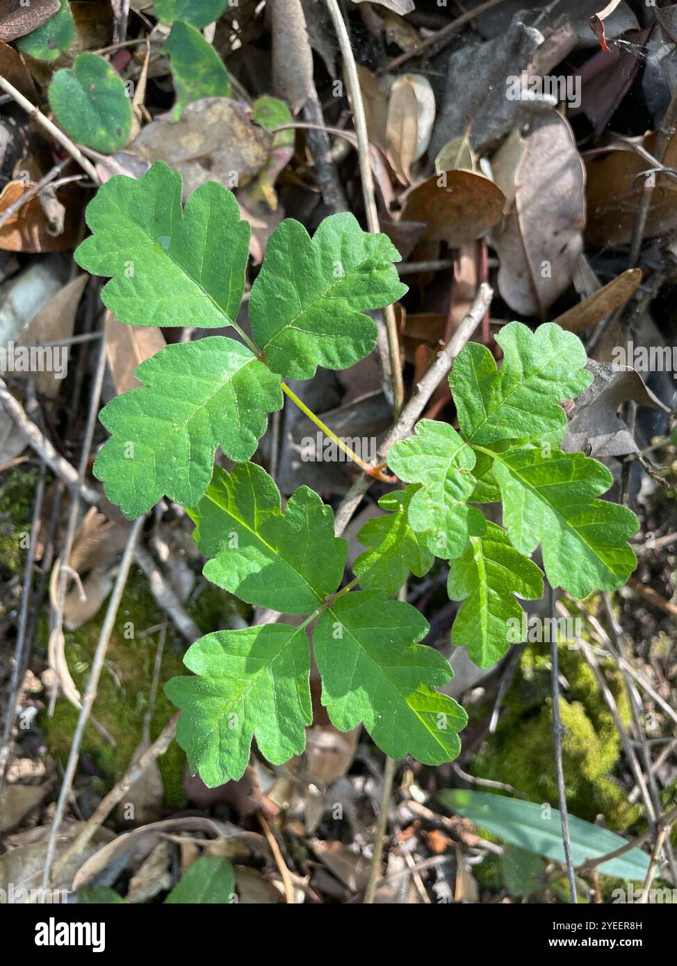Pacific poison oak (Toxicodendron diversilobum Stock Photo - Alamy