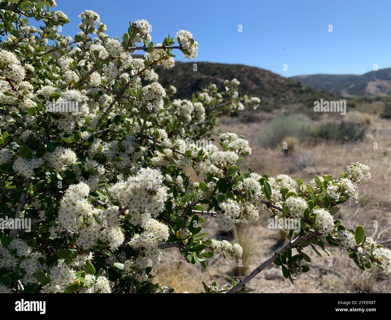 Buckbrush (Ceanothus cuneatus Stock Photo - Alamy