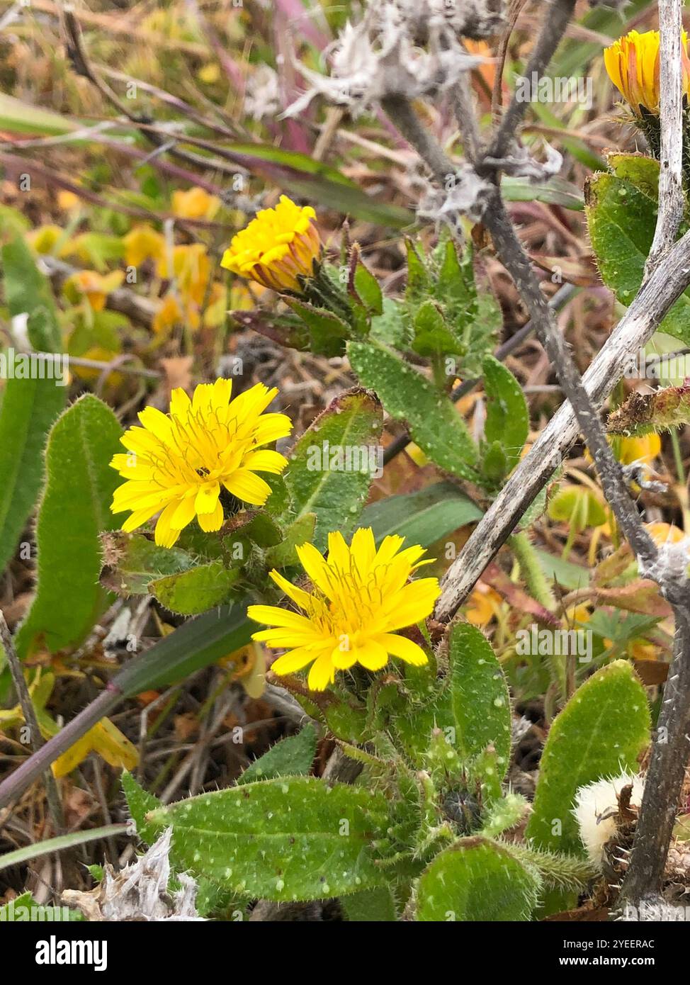 bristly oxtongue (Helminthotheca echioides Stock Photo - Alamy