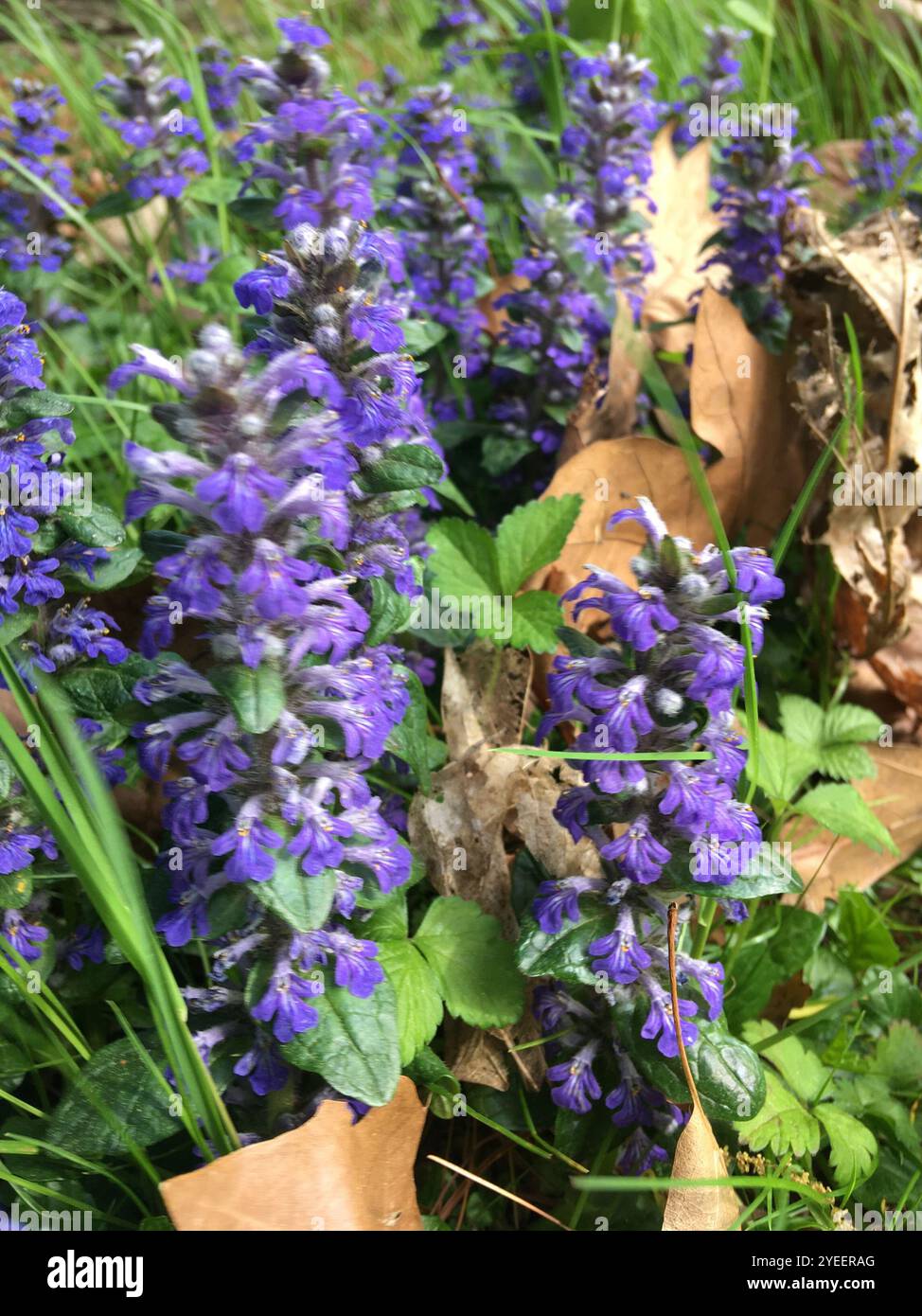carpet bugle (Ajuga reptans Stock Photo - Alamy