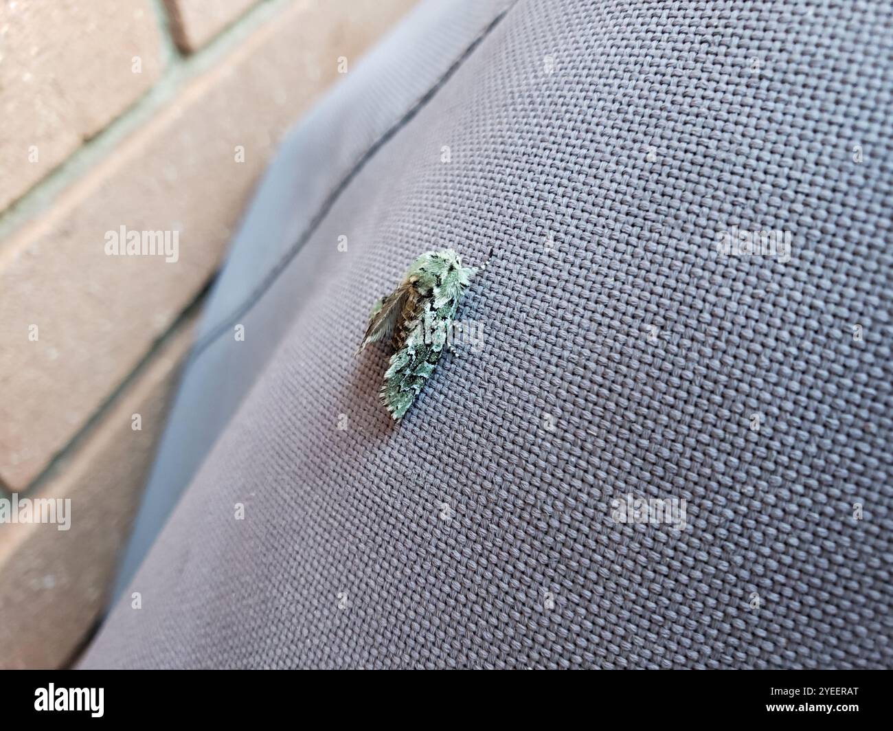 Major Sallow (Feralia major Stock Photo - Alamy