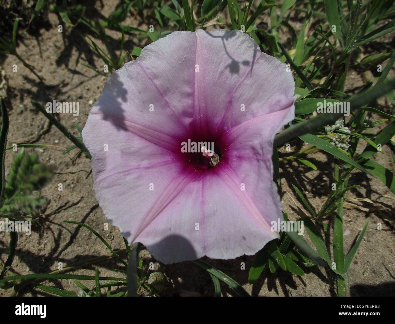 Narrowleaf Morning Glory (Ipomoea bolusiana Stock Photo - Alamy