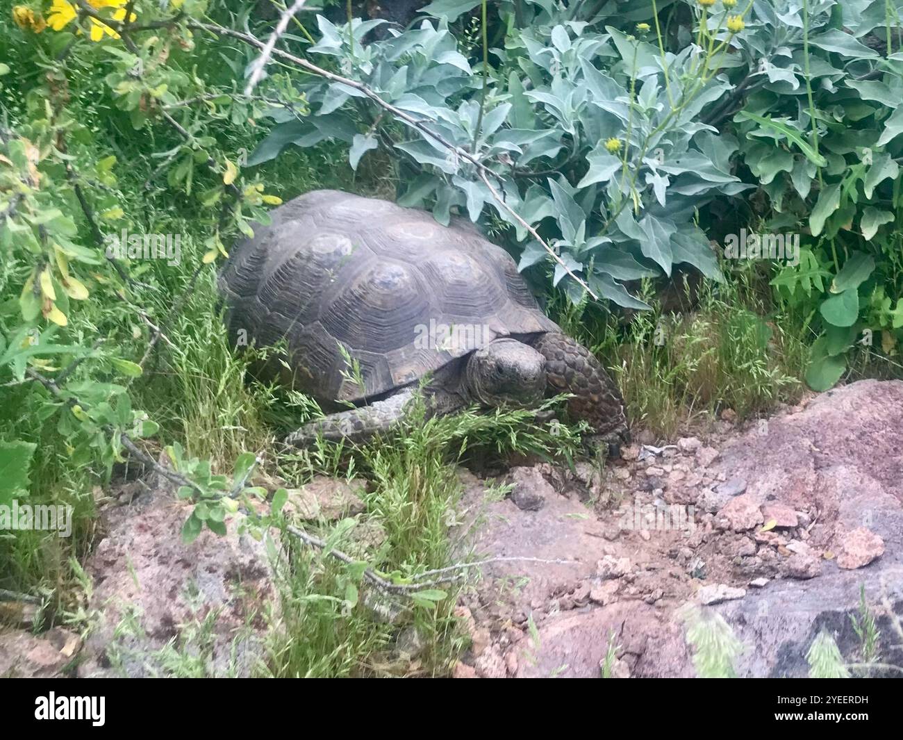 Sonoran Desert Tortoise (Gopherus morafkai Stock Photo - Alamy