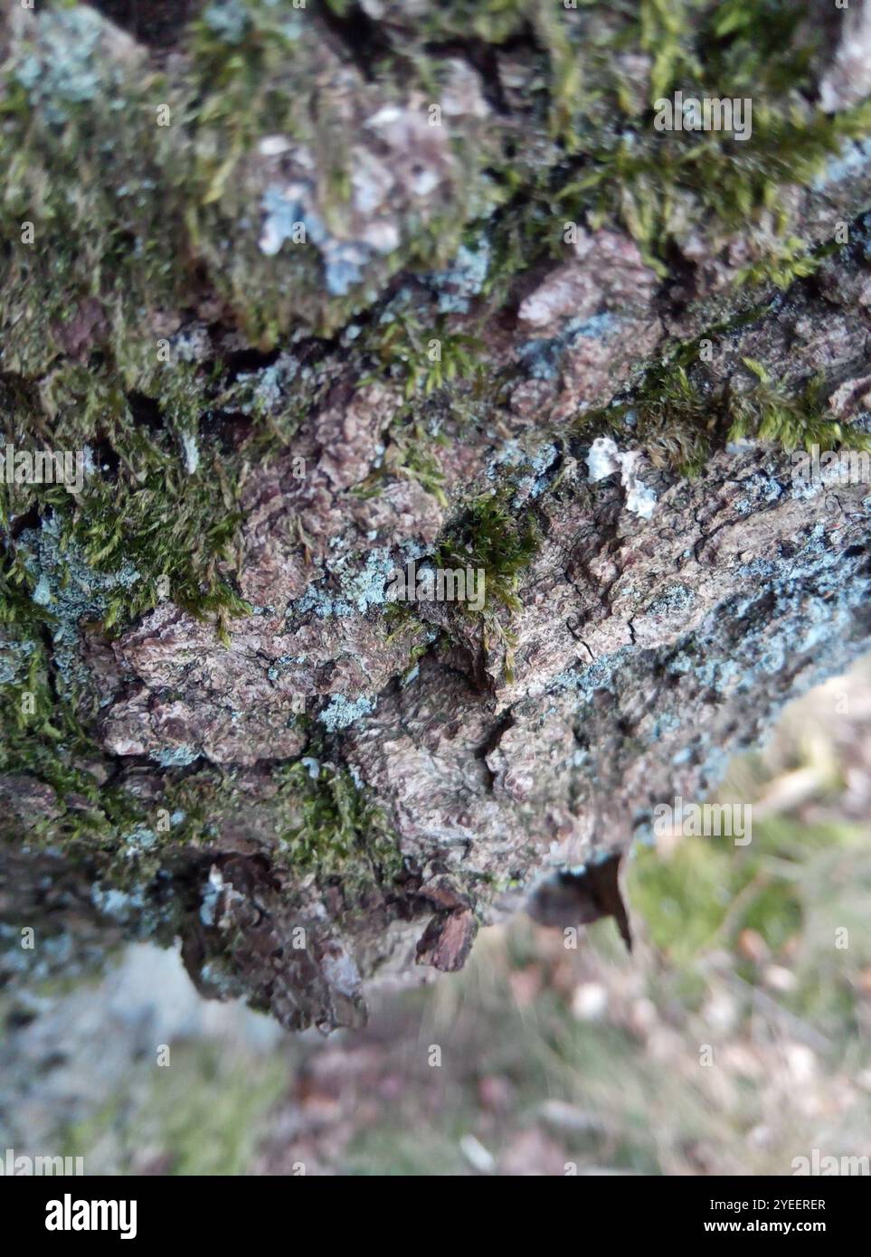 Heath Star-moss (Campylopus introflexus Stock Photo - Alamy