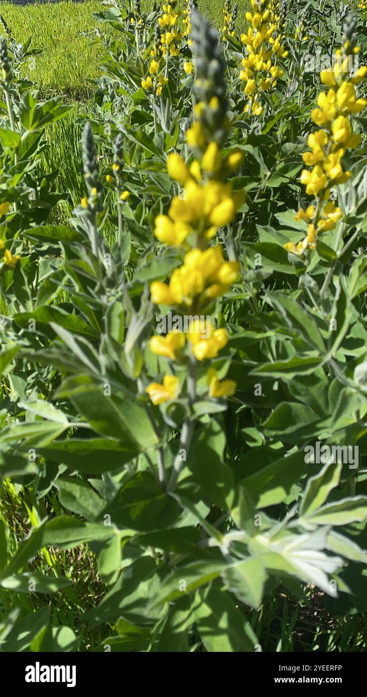 Thermopsis californica hi-res stock photography and images - Alamy