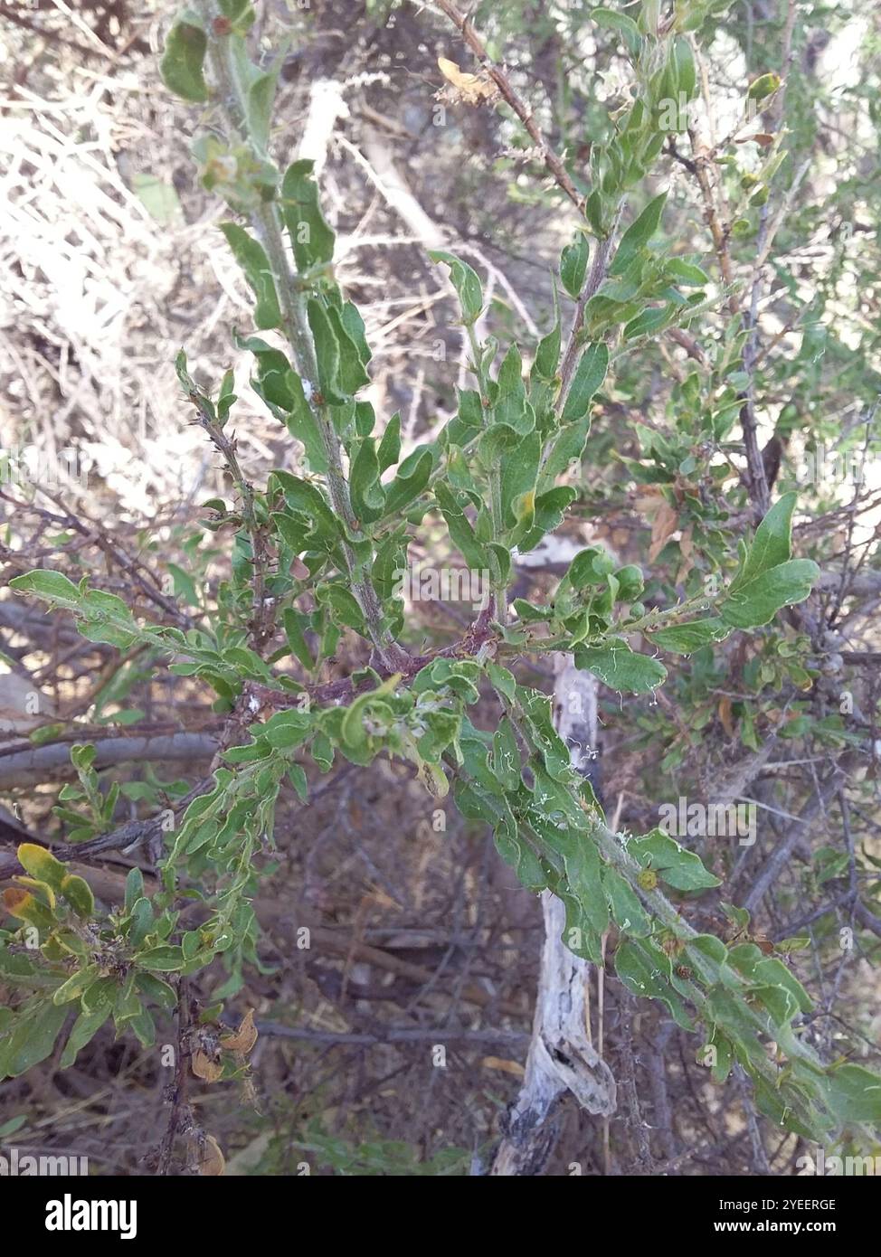 Kangaroo thorn (Acacia paradoxa Stock Photo - Alamy