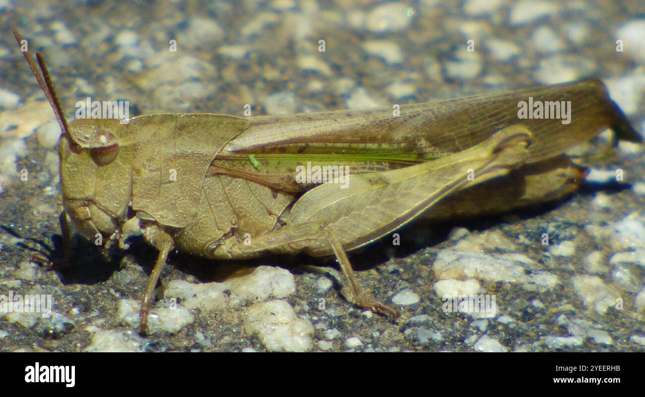 Green-striped Grasshopper (Chortophaga viridifasciata Stock Photo - Alamy