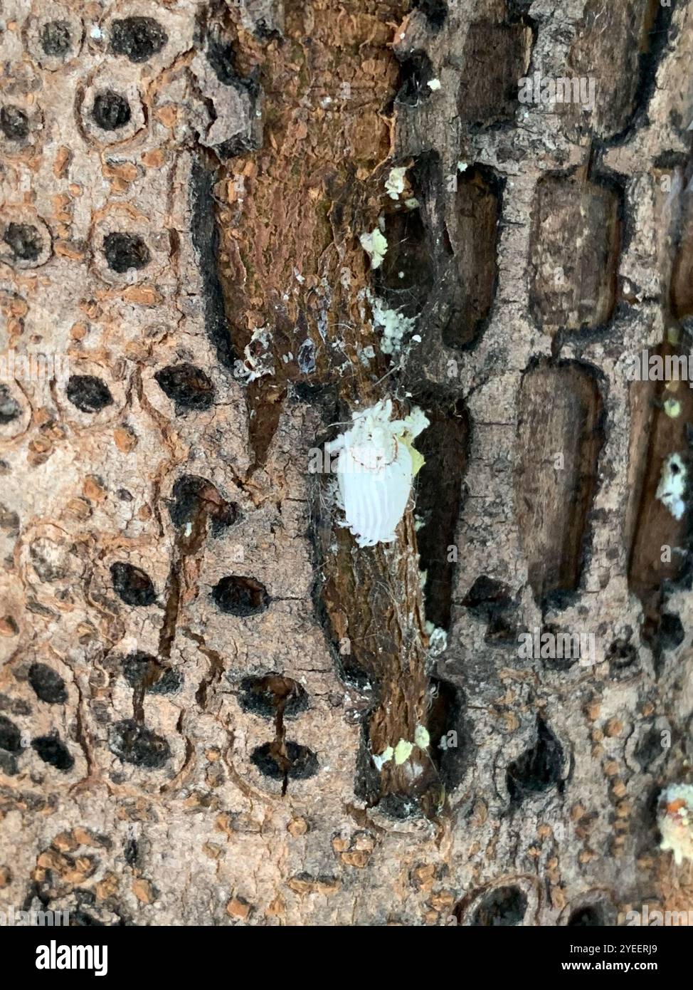 Cottony cushion scale (Icerya purchasi Stock Photo - Alamy