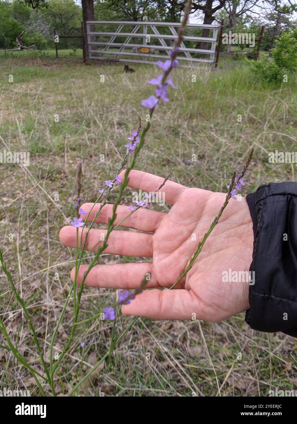 Texas vervain hi-res stock photography and images - Alamy