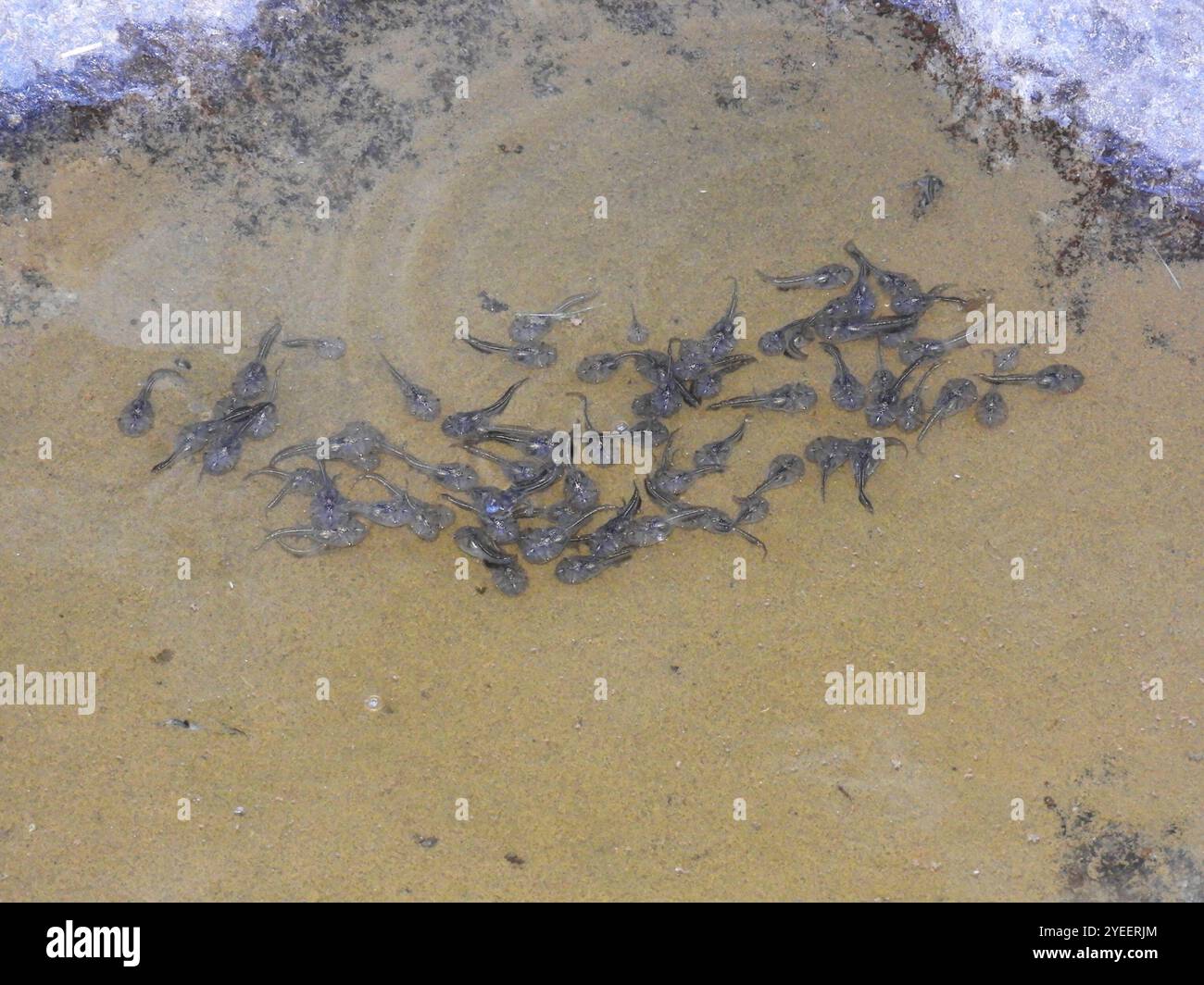 Phrynomantis hi-res stock photography and images - Alamy