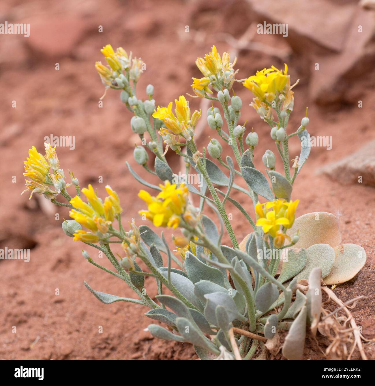 Bladderpods hi-res stock photography and images - Alamy