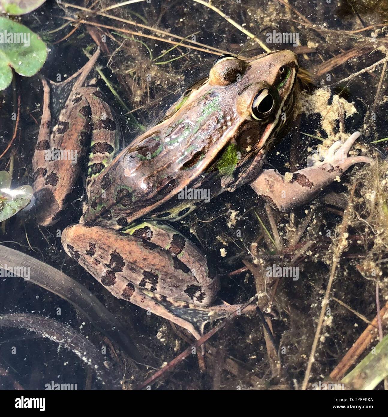 Southern Leopard Frog (Lithobates sphenocephalus Stock Photo - Alamy