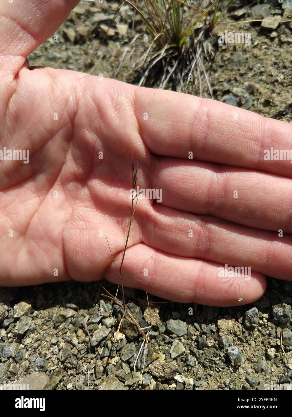 small fescue (Festuca microstachys Stock Photo - Alamy