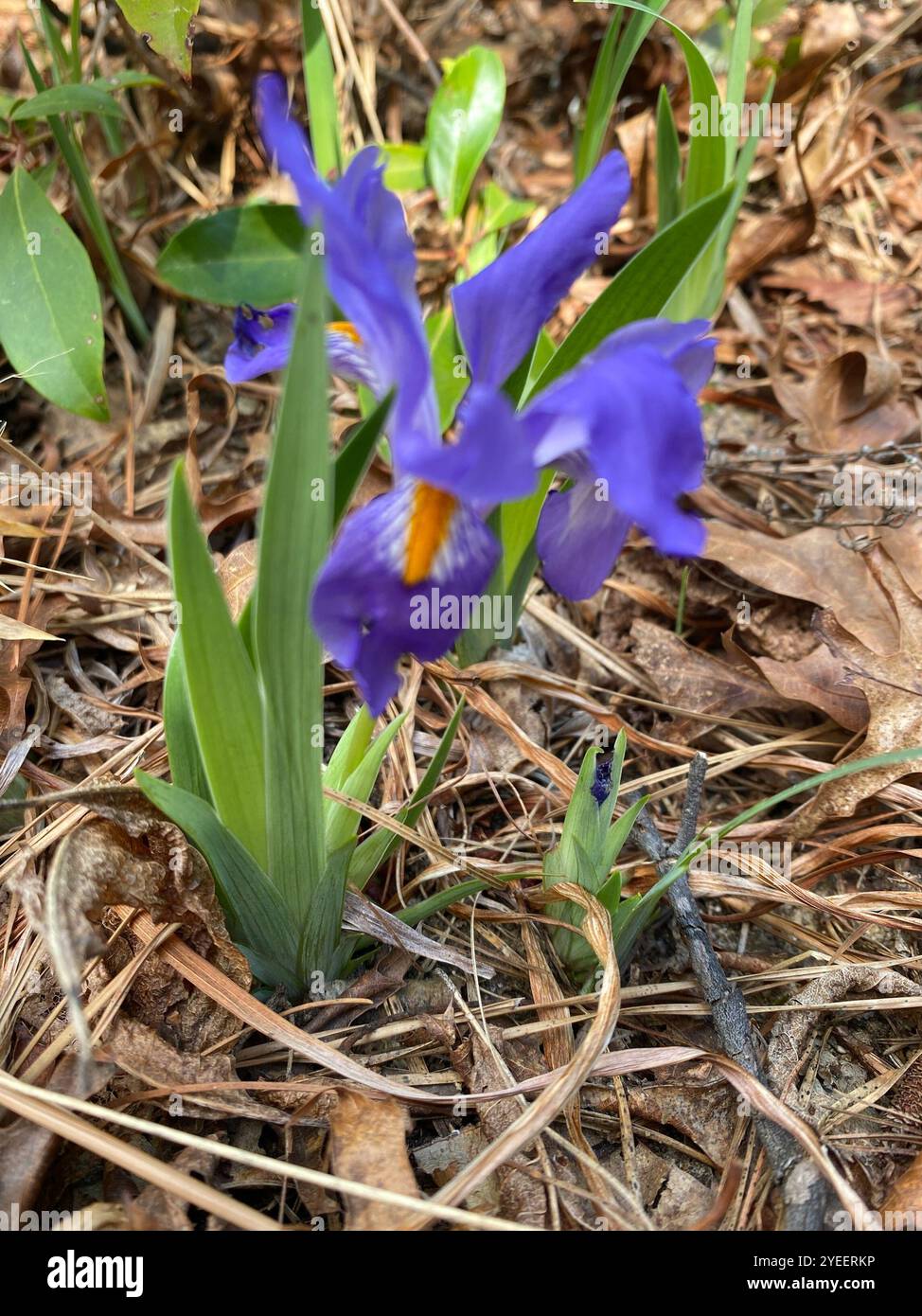 Iris verna hi-res stock photography and images - Alamy