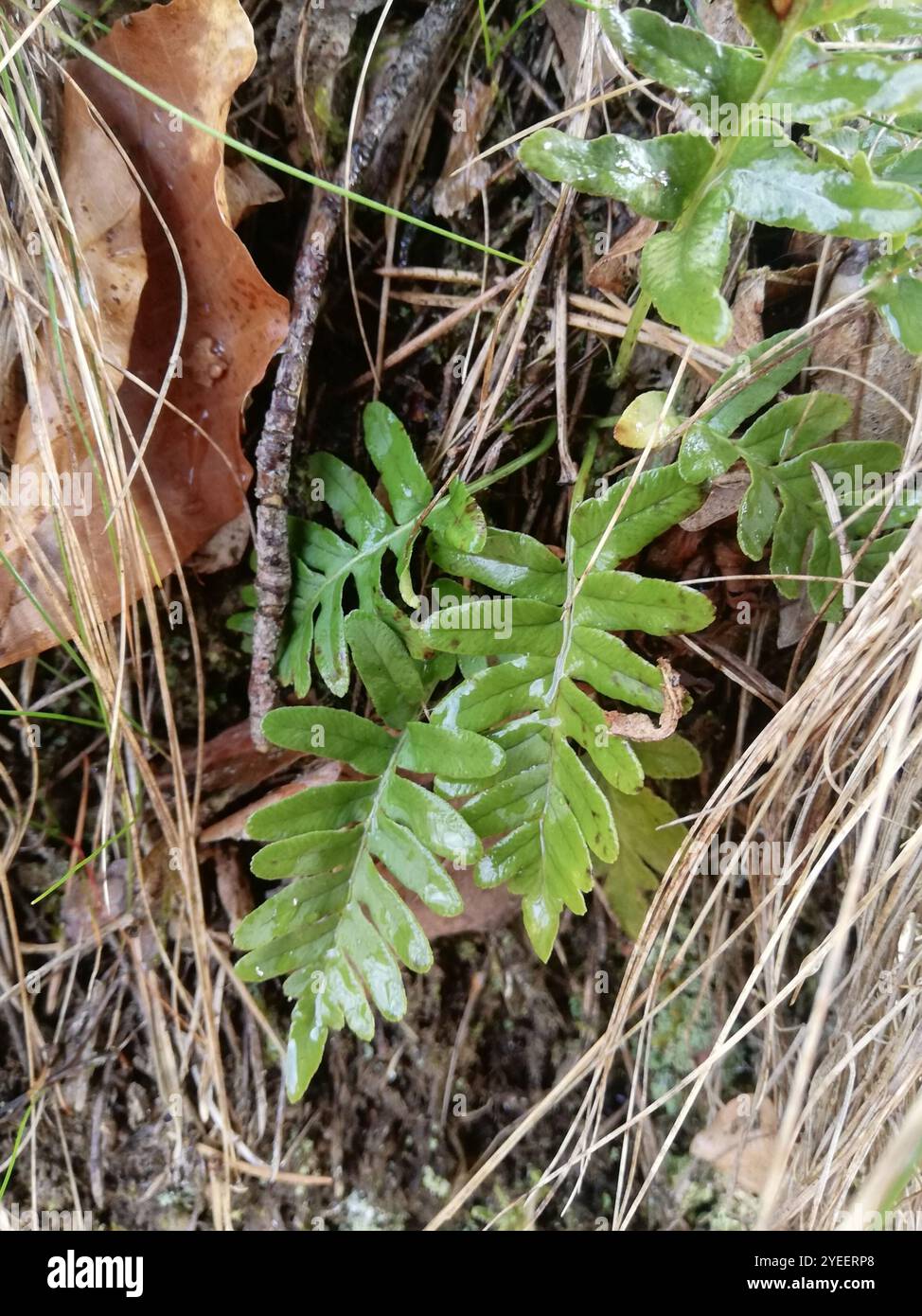 common polypody (Polypodium vulgare Stock Photo - Alamy