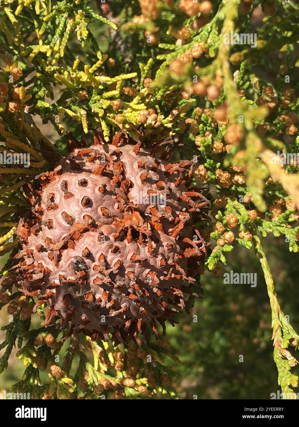 juniper-apple rust (Gymnosporangium juniperi-virginianae Stock Photo ...