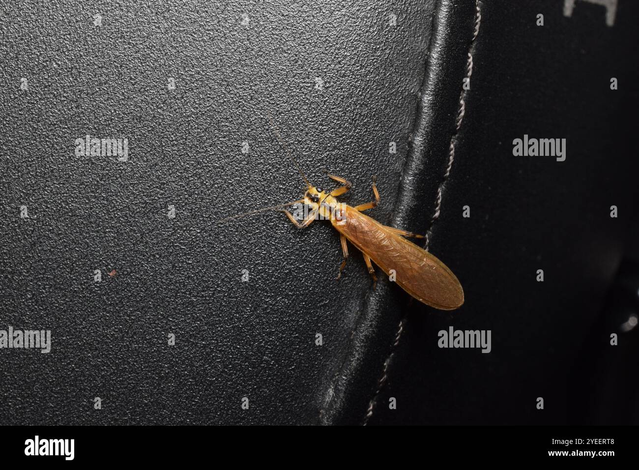 Tropical Stoneflies (Neoperla Stock Photo - Alamy