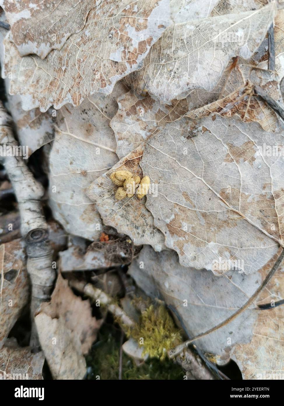 Siberian Flying Squirrel (Pteromys volans Stock Photo - Alamy