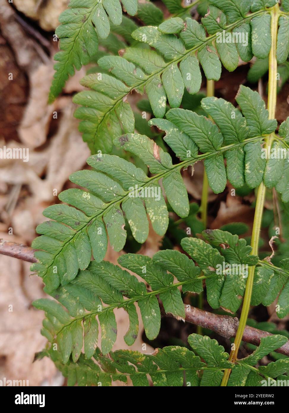 marginal wood fern (Dryopteris marginalis Stock Photo - Alamy