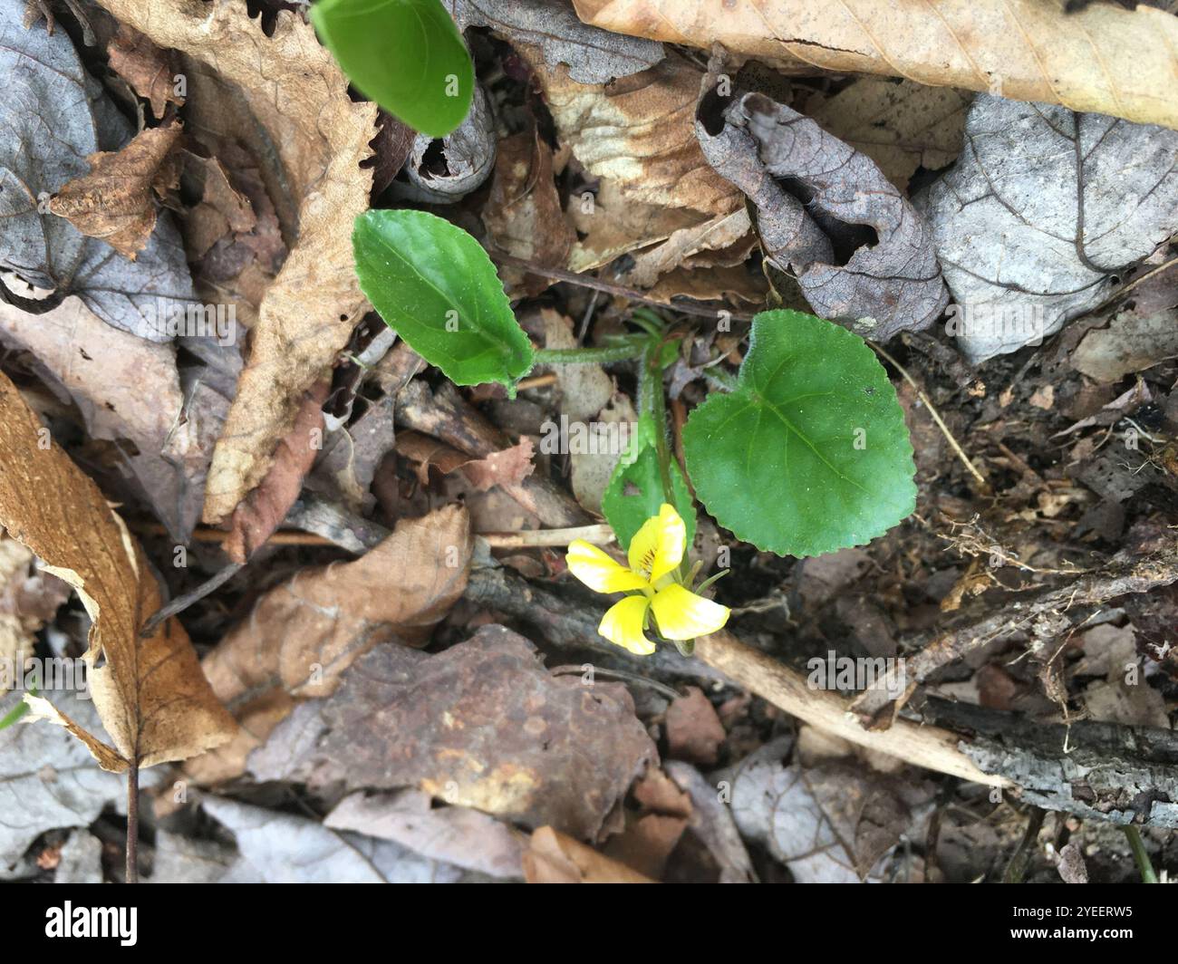 Round-leaved Violet (Viola rotundifolia Stock Photo - Alamy