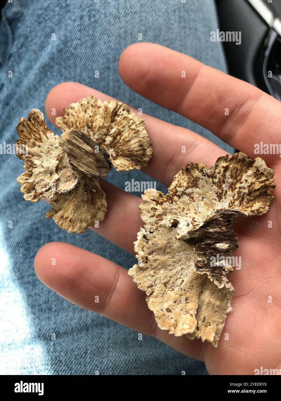 turkey-tail (Trametes versicolor Stock Photo - Alamy