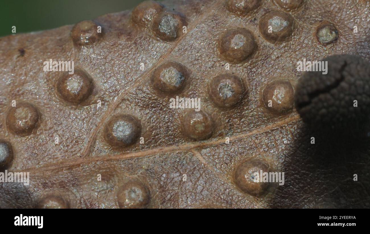 Jumping Gall Wasp (Neuroterus saltarius Stock Photo - Alamy