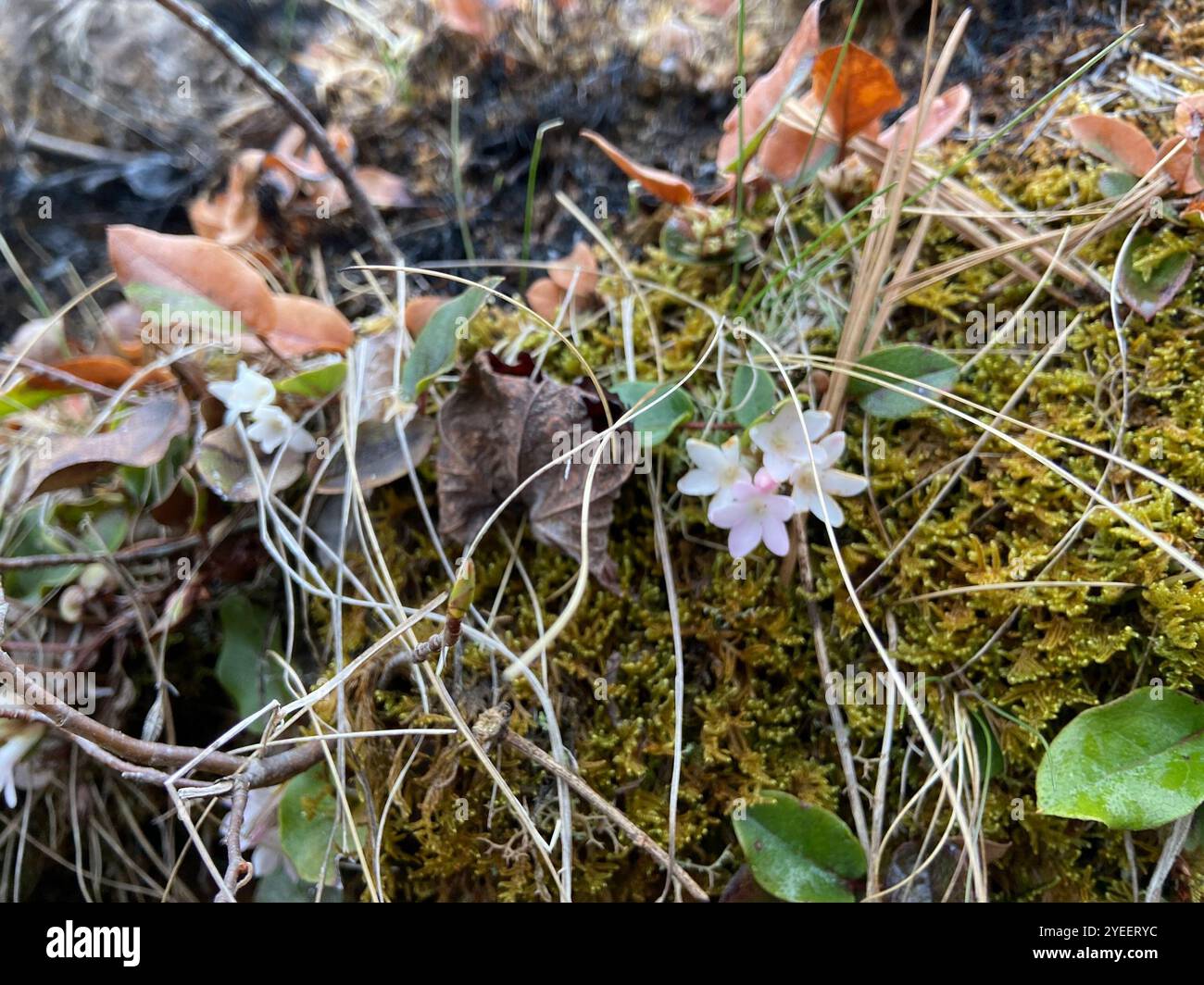 trailing arbutus (Epigaea repens Stock Photo - Alamy