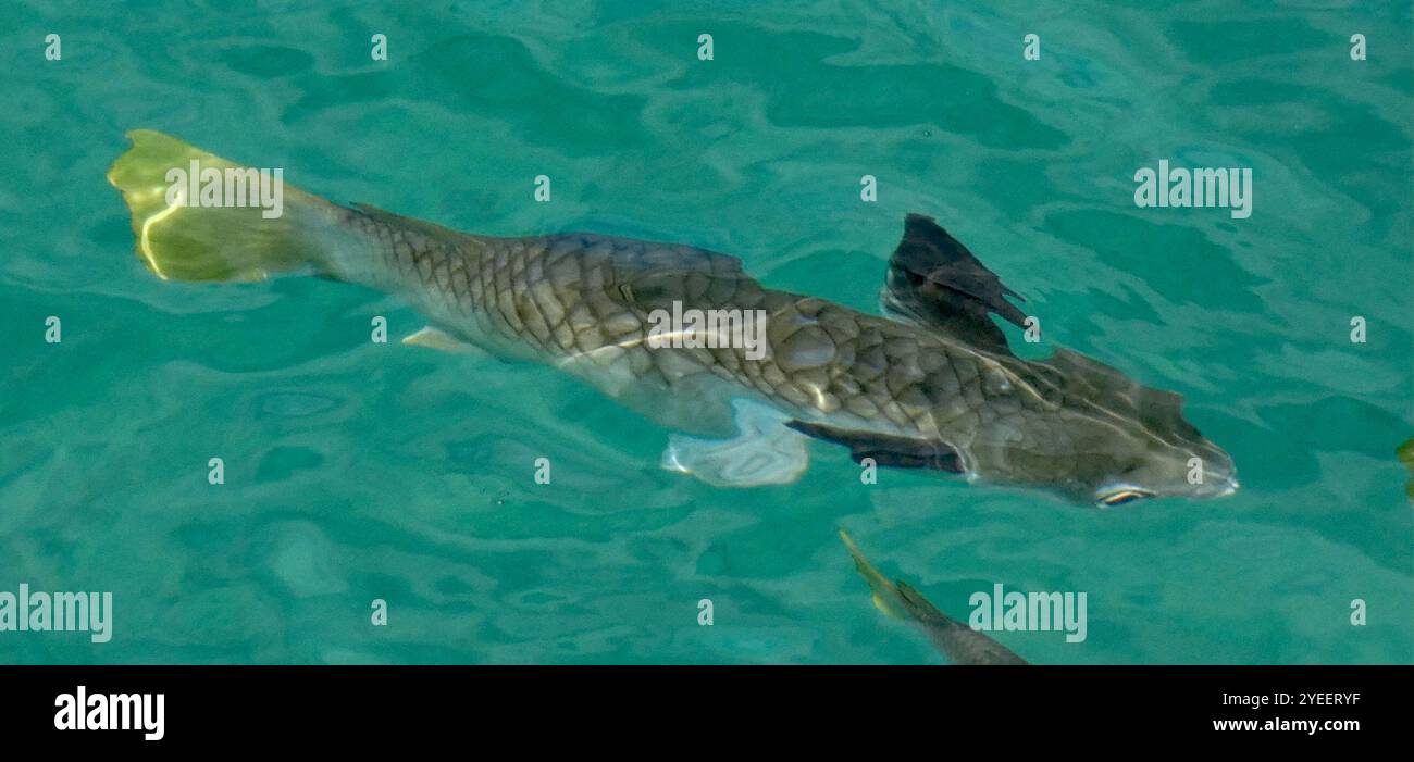 Squaretail Mullet (Ellochelon vaigiensis Stock Photo - Alamy