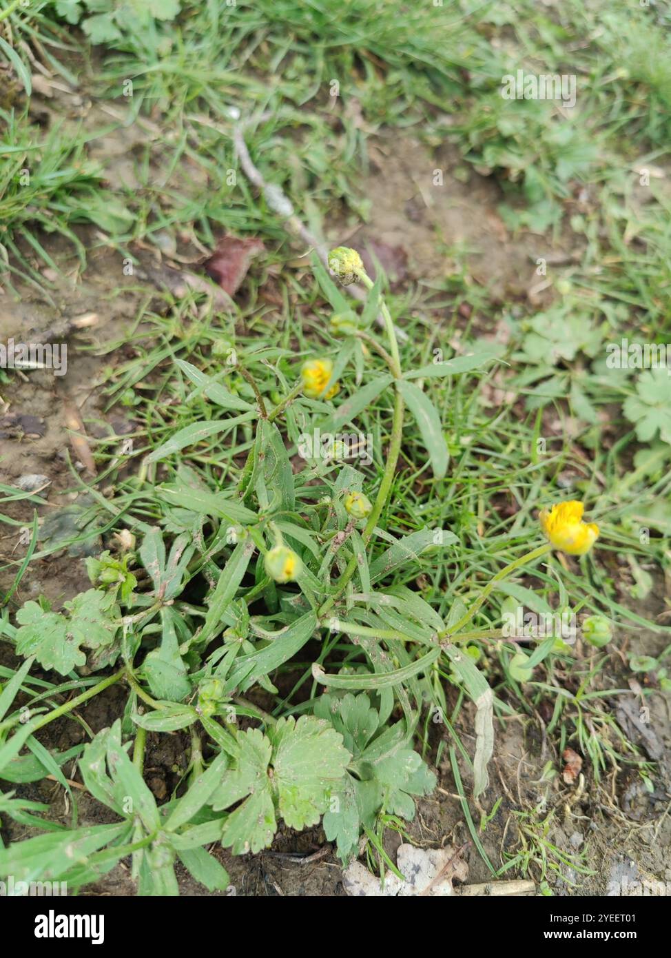 Goldilocks Buttercup (Ranunculus auricomus Stock Photo - Alamy