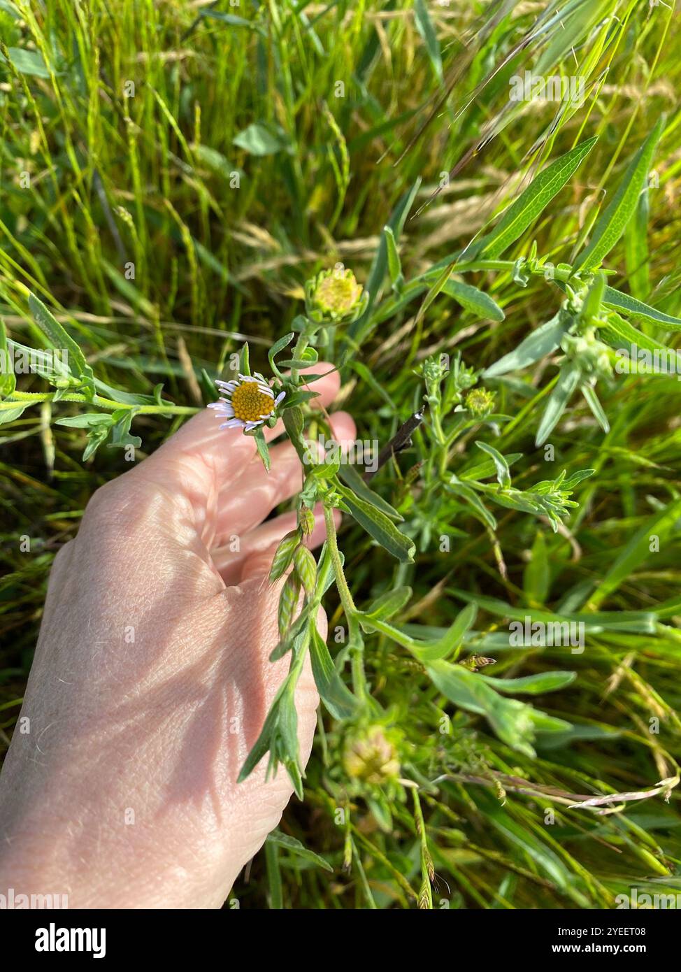 Pacific Aster (Symphyotrichum chilense Stock Photo - Alamy