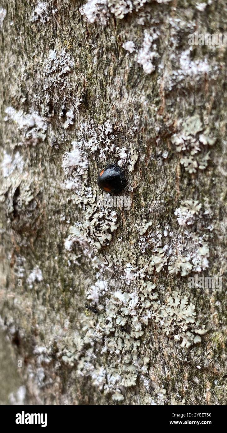 Twice-stabbed Lady Beetle (Chilocorus stigma Stock Photo - Alamy