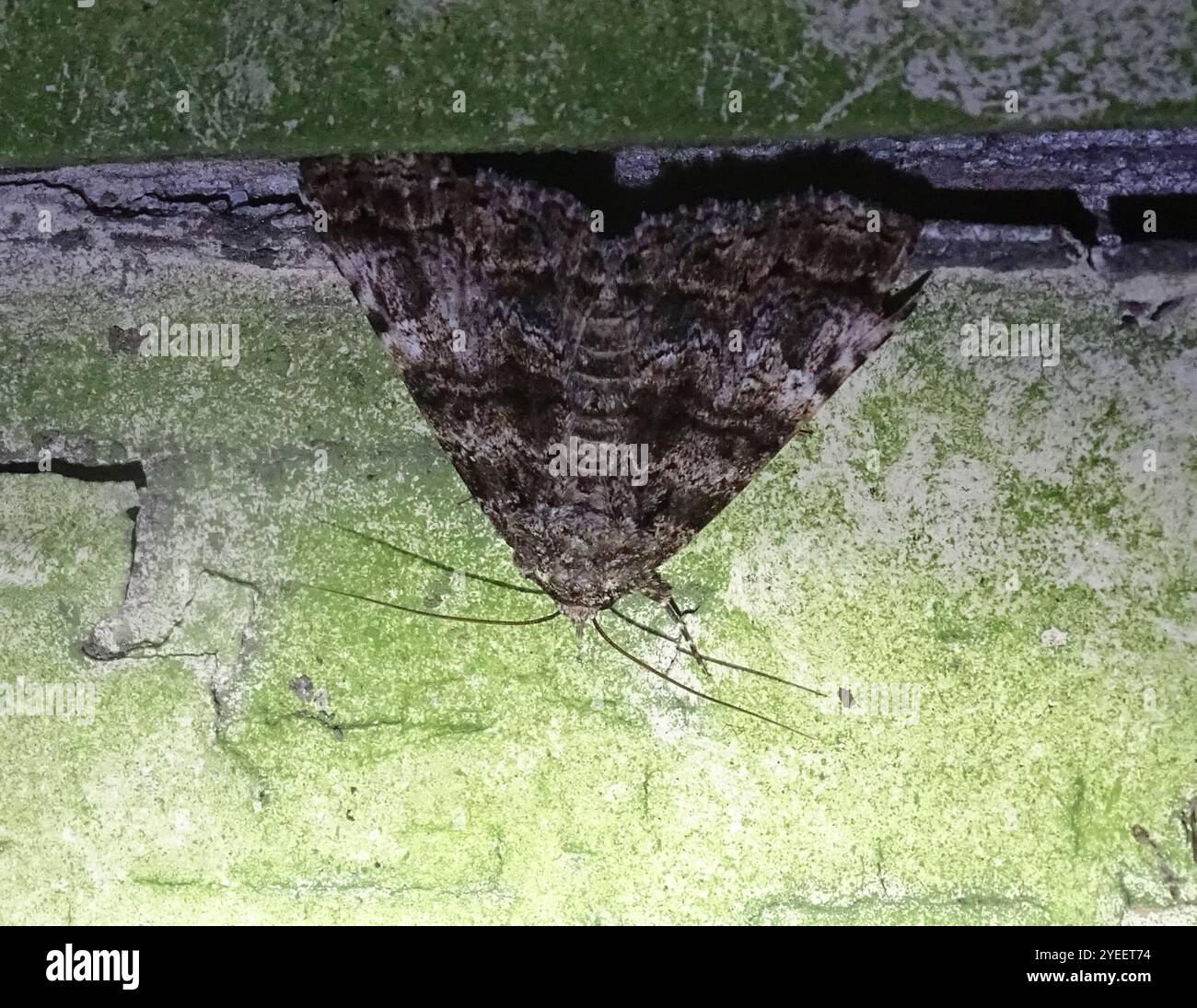 Live Oak Metria Moth (Metria amella Stock Photo - Alamy
