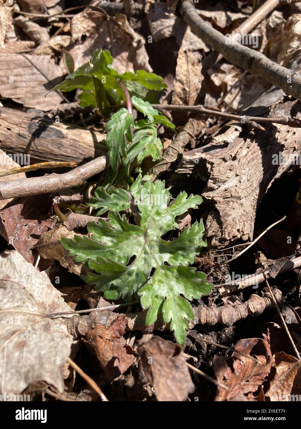 Broad-leaf Waterleaf (Hydrophyllum canadense Stock Photo - Alamy