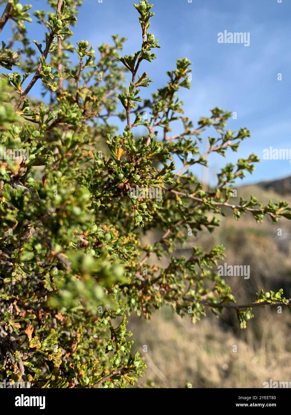 desert bitterbrush (Purshia glandulosa Stock Photo - Alamy
