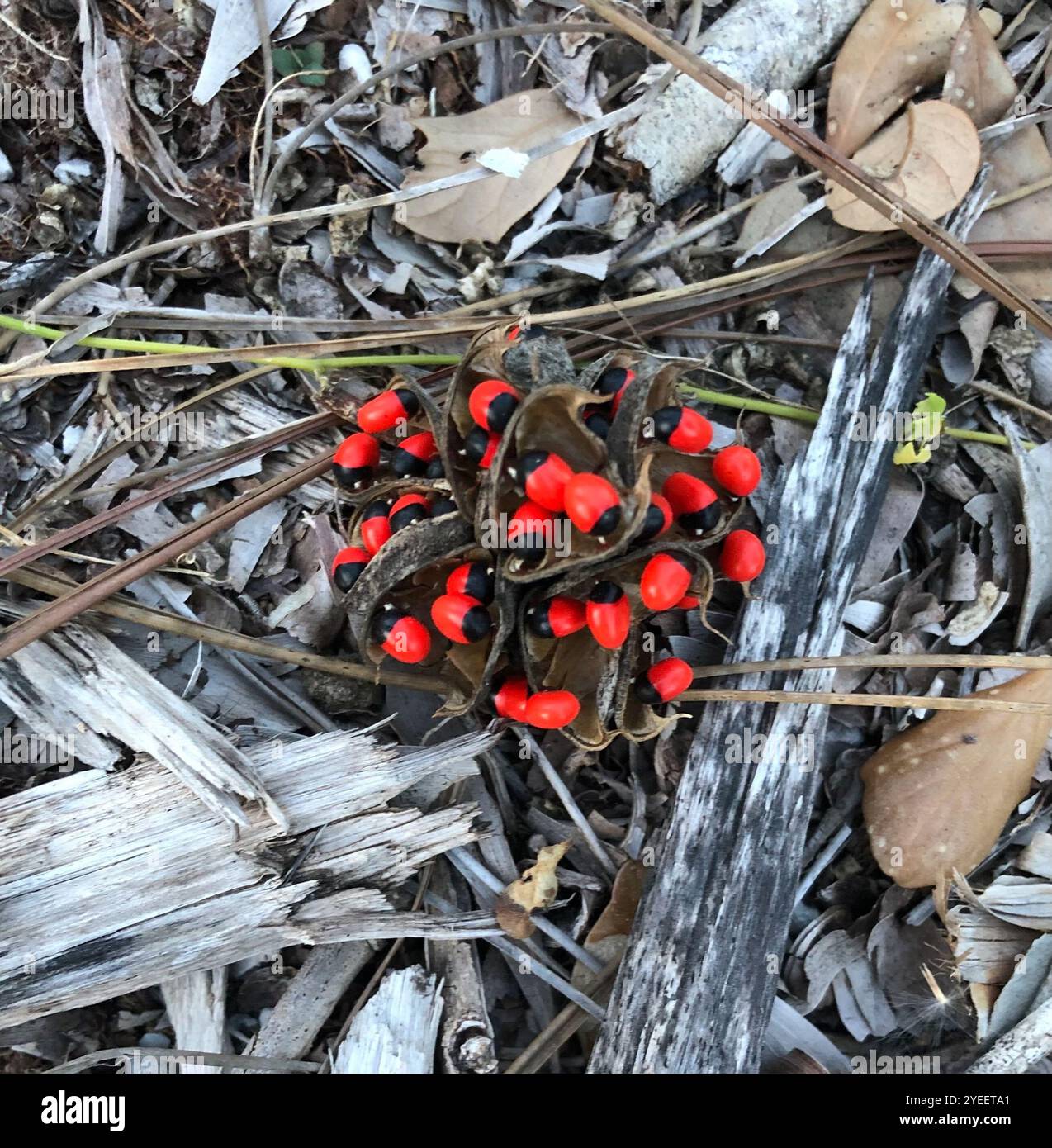 rosary pea (Abrus precatorius Stock Photo - Alamy