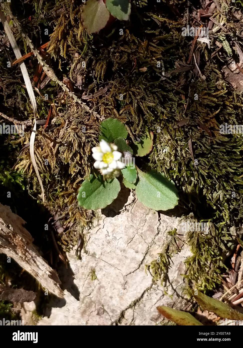 Micranthes virginiensis hi-res stock photography and images - Alamy