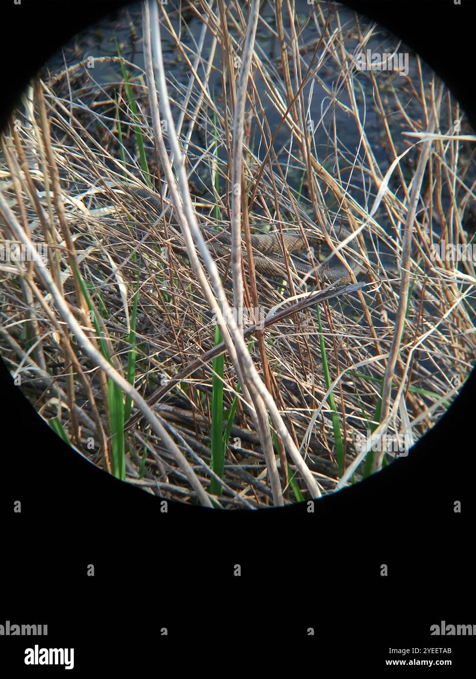 Northern Watersnake (Nerodia sipedon sipedon Stock Photo - Alamy