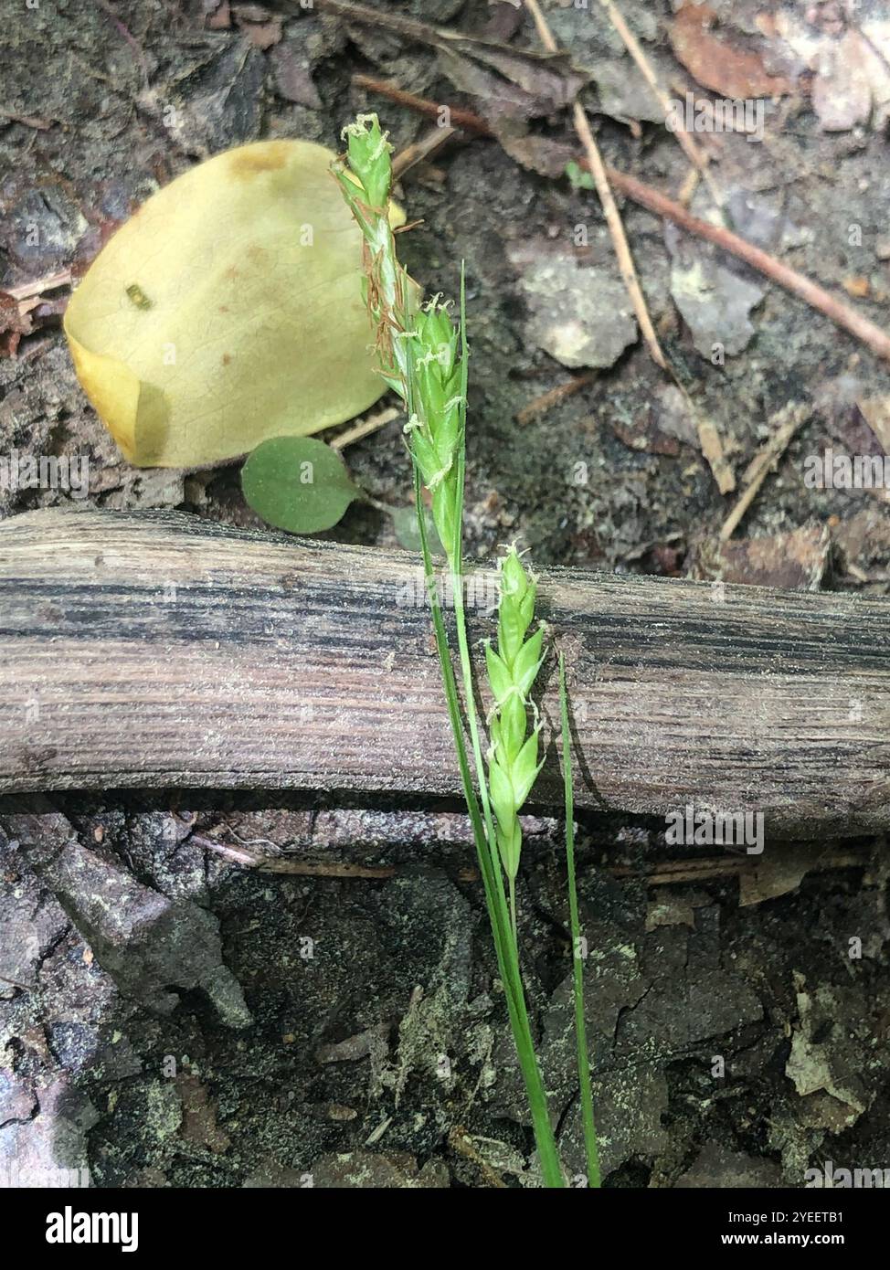 Sharpscale sedge (Carex oxylepis Stock Photo - Alamy